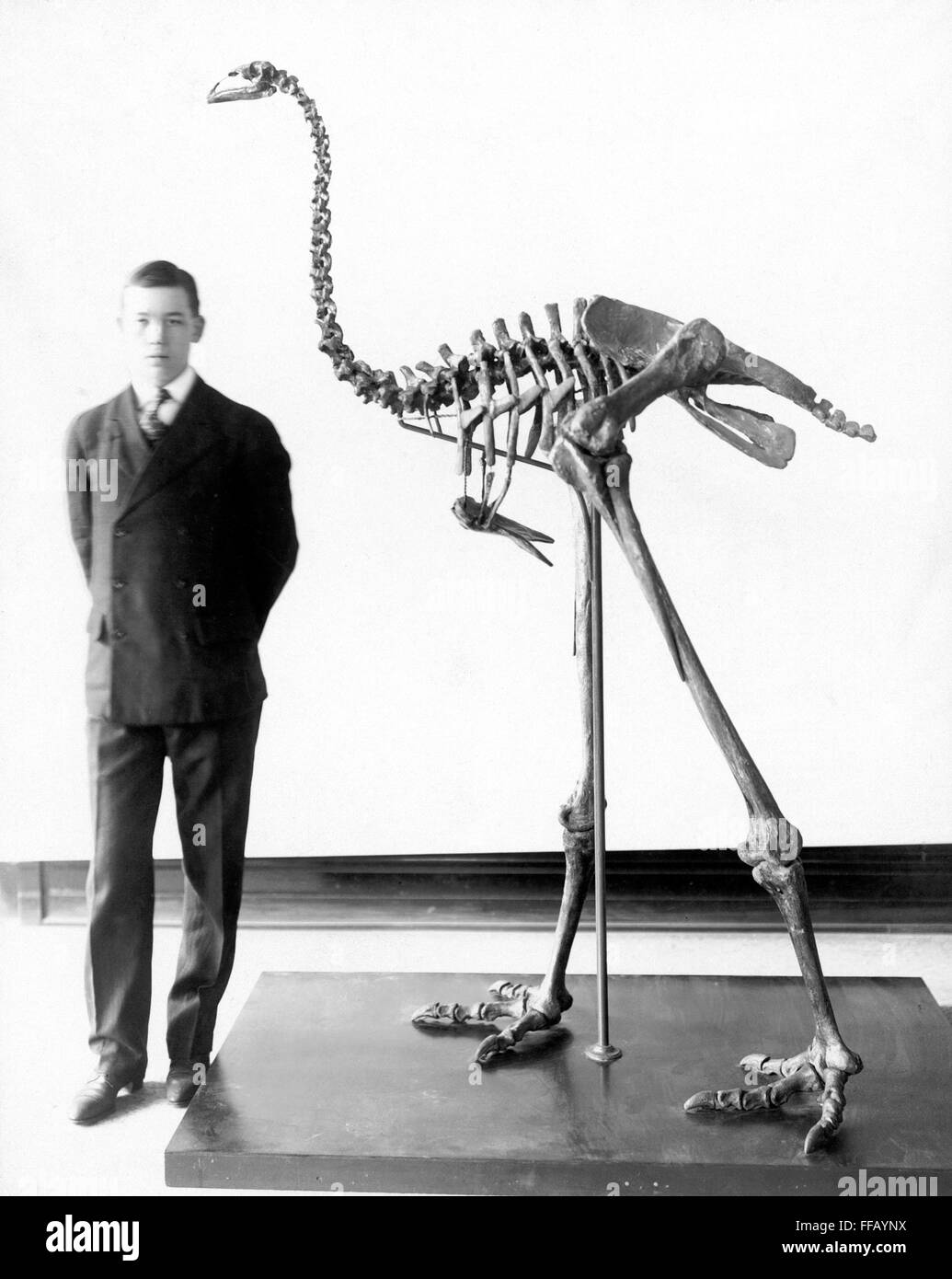 GIANT MOA SKELETON. /nSkeleton of a giant moa (Dinornis giganteus), an ...