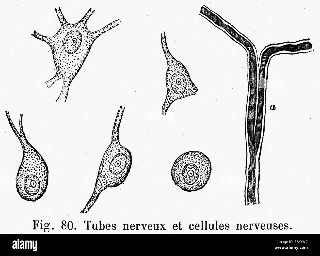 NERVE TUBES AND CELLS. /nLine engraving, French, 19th century Stock ...