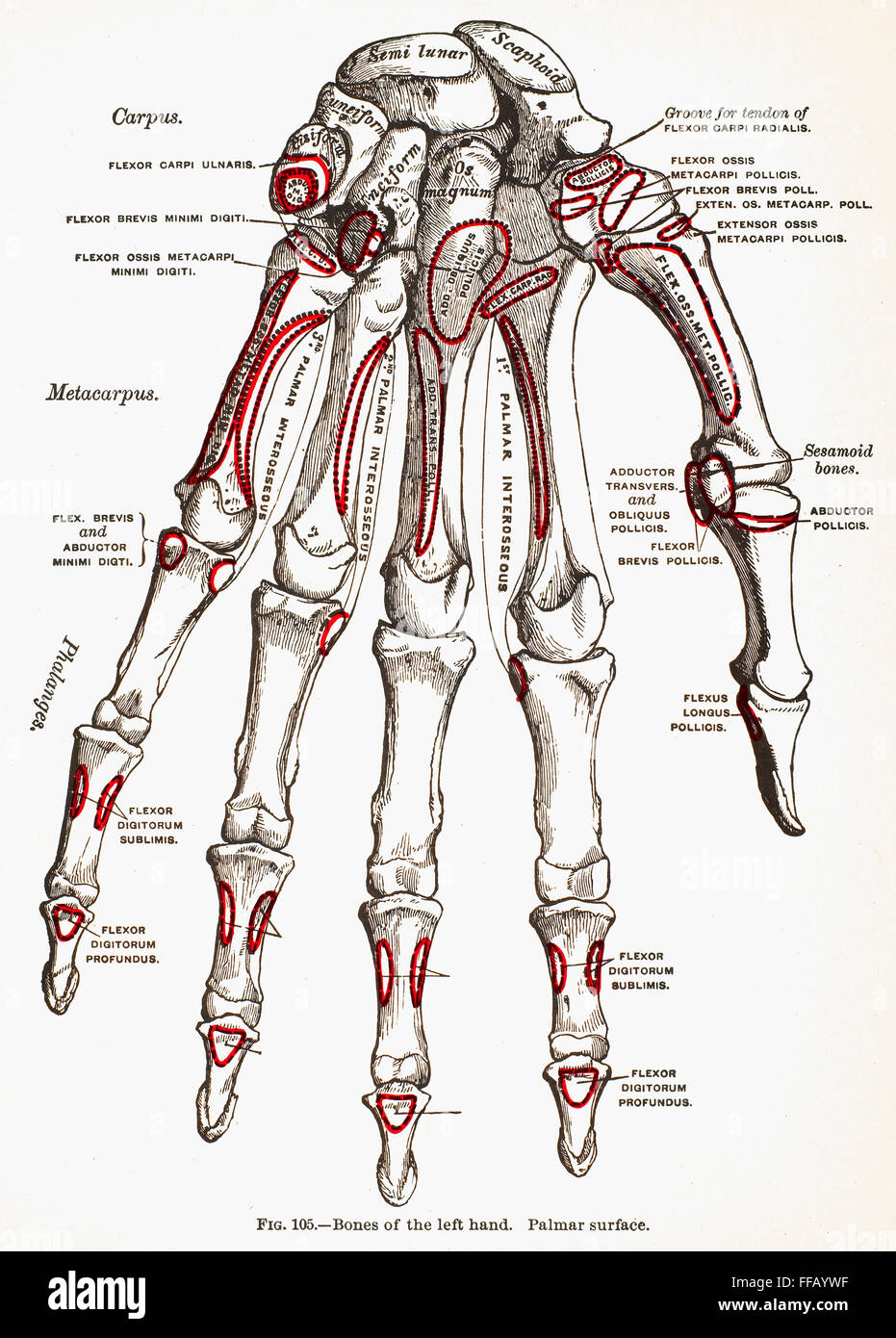 BONES OF LEFT HAND. /nLine engraving, 19th century Stock Photo - Alamy