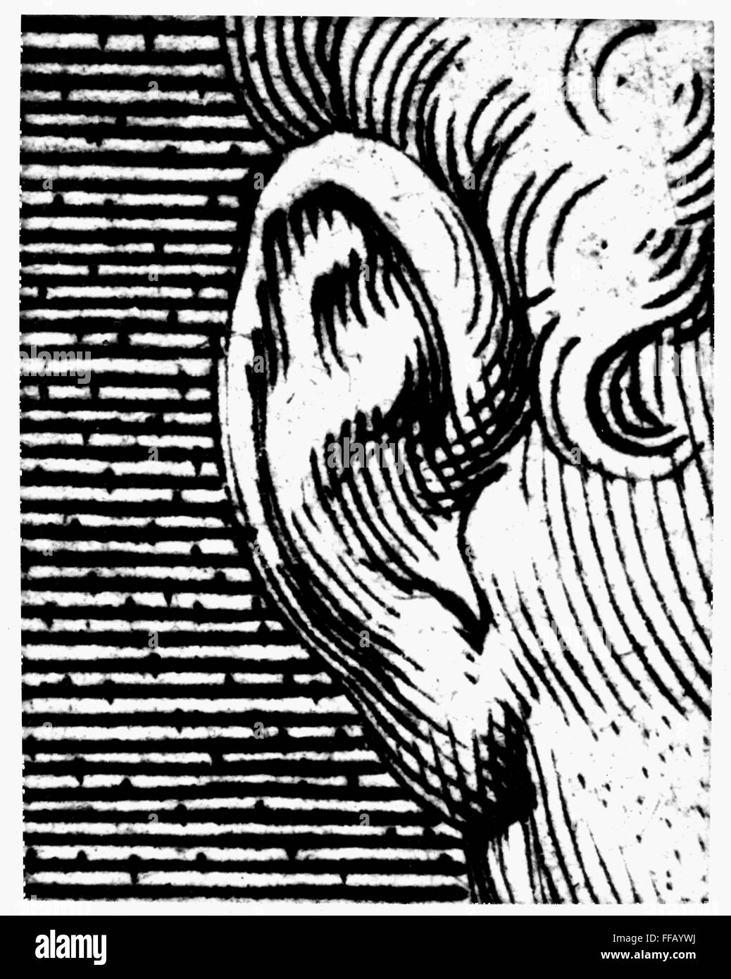 HUMAN EAR. /nLine engraving Stock Photo - Alamy