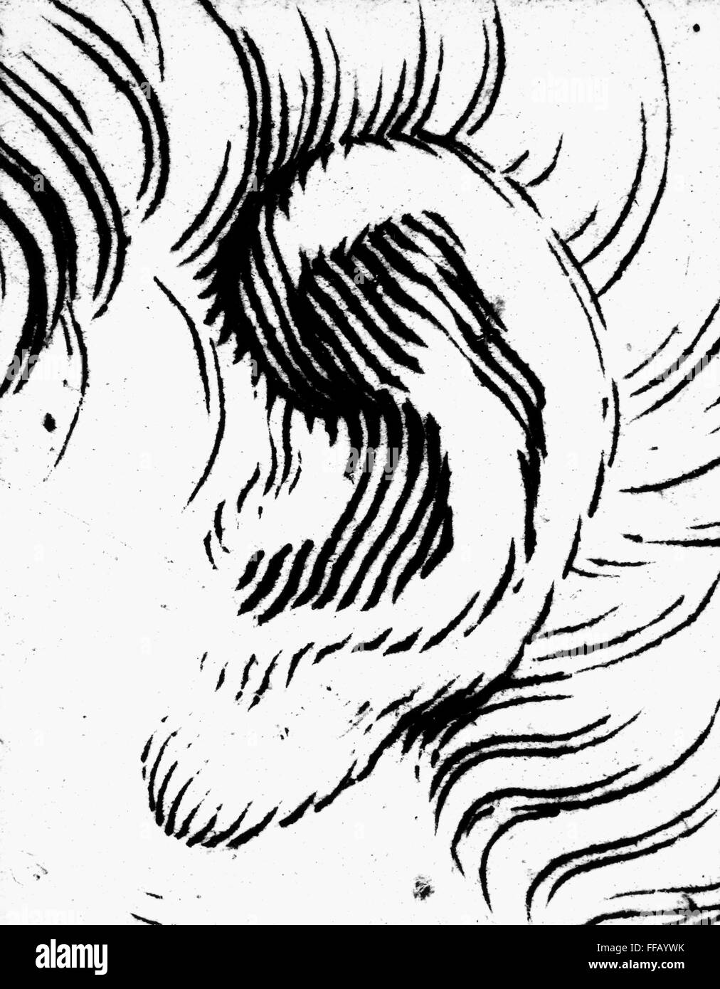 HUMAN EAR. /nLine engraving Stock Photo - Alamy