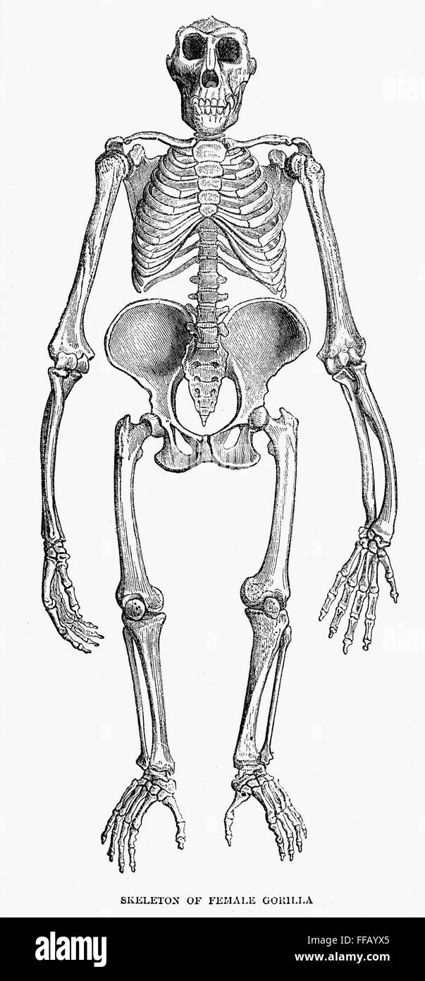 FEMALE GORILLA SKELETON. /nLine engraving, late 19th century Stock ...