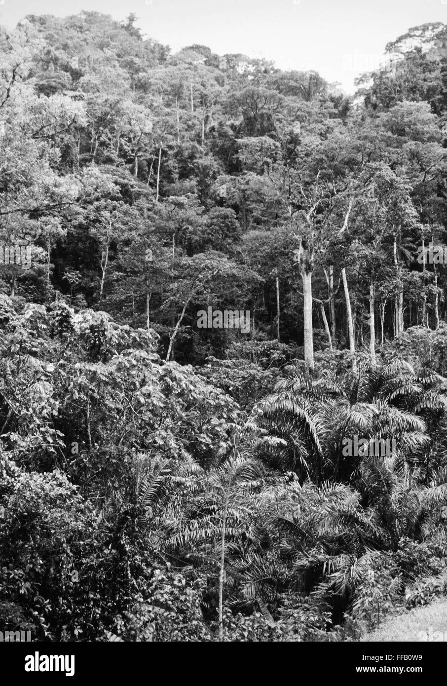 CAMEROON, 20th CENTURY. /nTropical jungle forest with mahogany trees ...