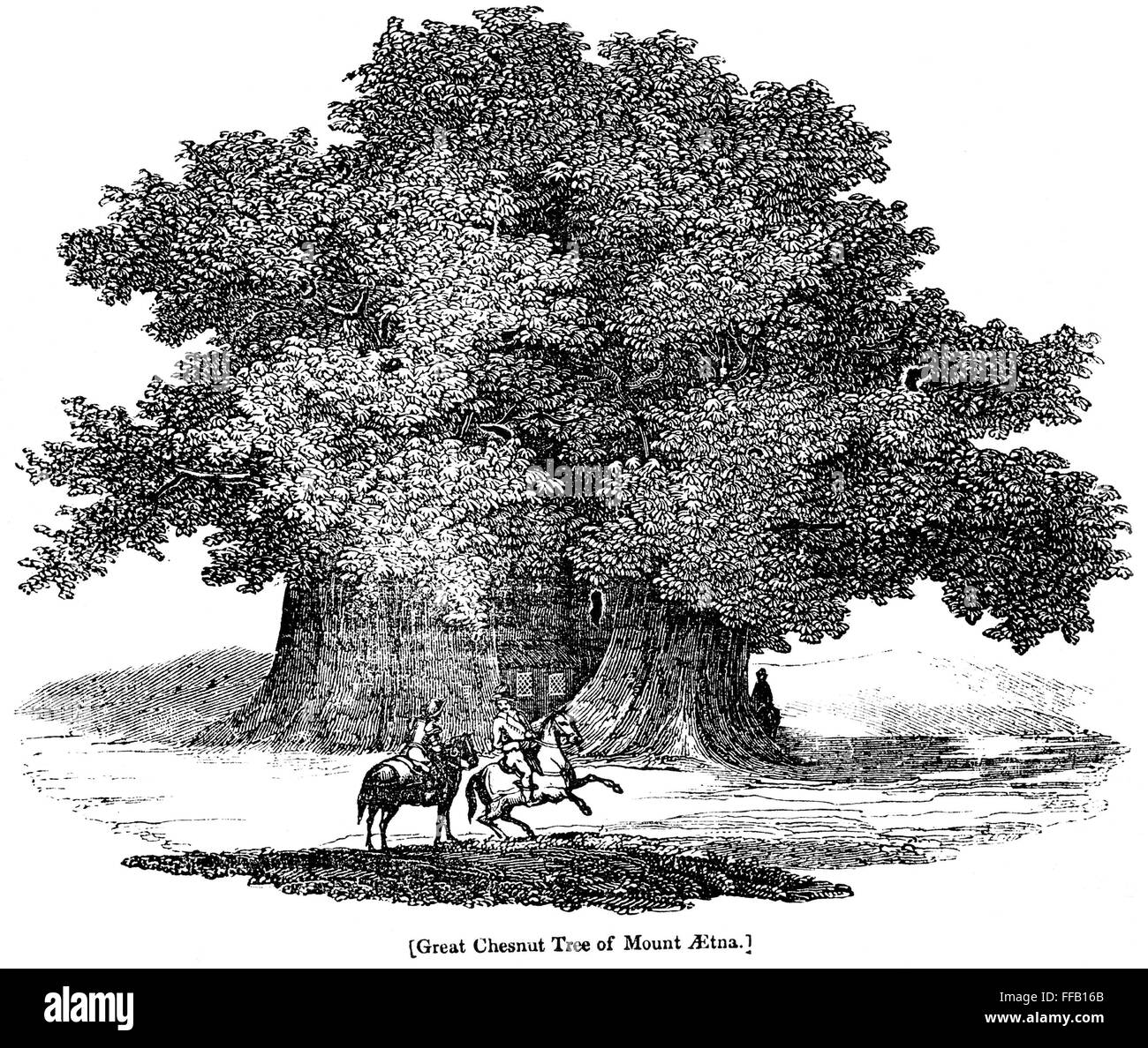 GREAT CHESTNUT TREE. /nThe great chestnut tree of Mount Aetna. Wood ...