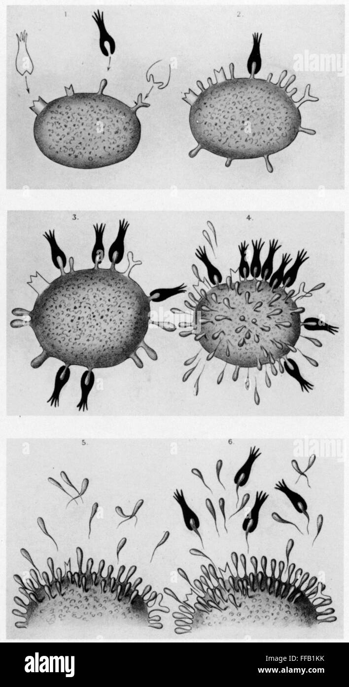 EHRLICH'S THEORY, 1900. /nDrawings used to illustrate German ...