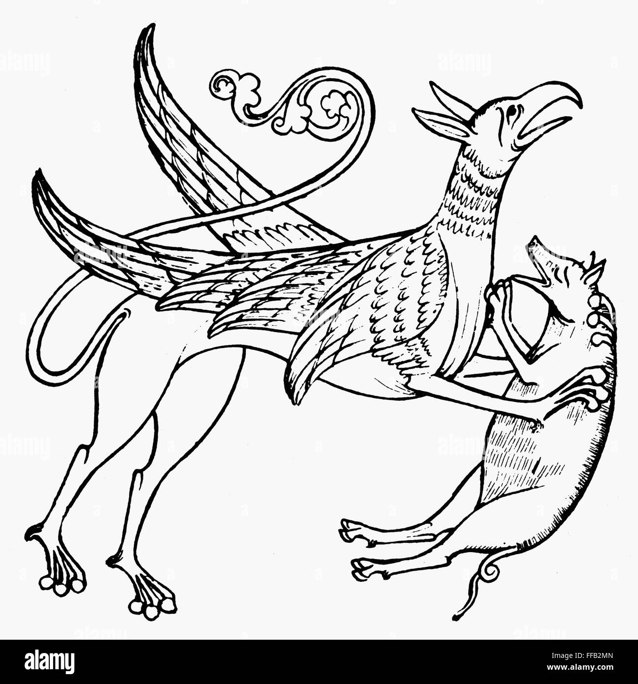 GRIFFIN KILLING A BOAR. /nFrom a 12th century bestiary manuscript Stock ...