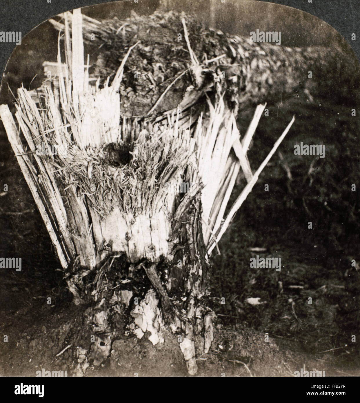 WORLD WAR I: TREE. /nStereograph view of a tree shattered by Russian ...