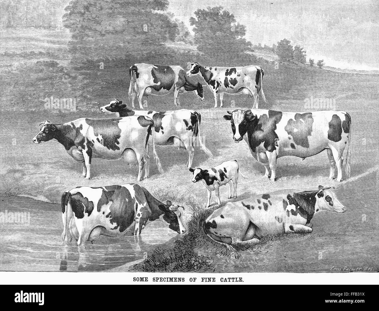 CATTLE, 1884. /n'Some specimens of fine cattle.' Wood engraving ...