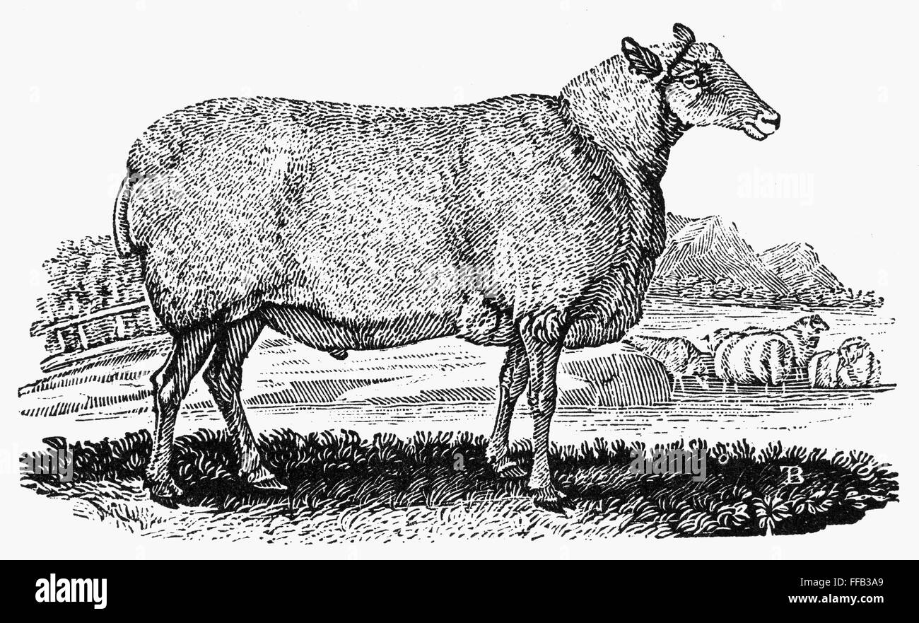 SHEEP, c1800. /nThe Wedder of Mr. Culley's Breed. Wood engraving, c1800 ...