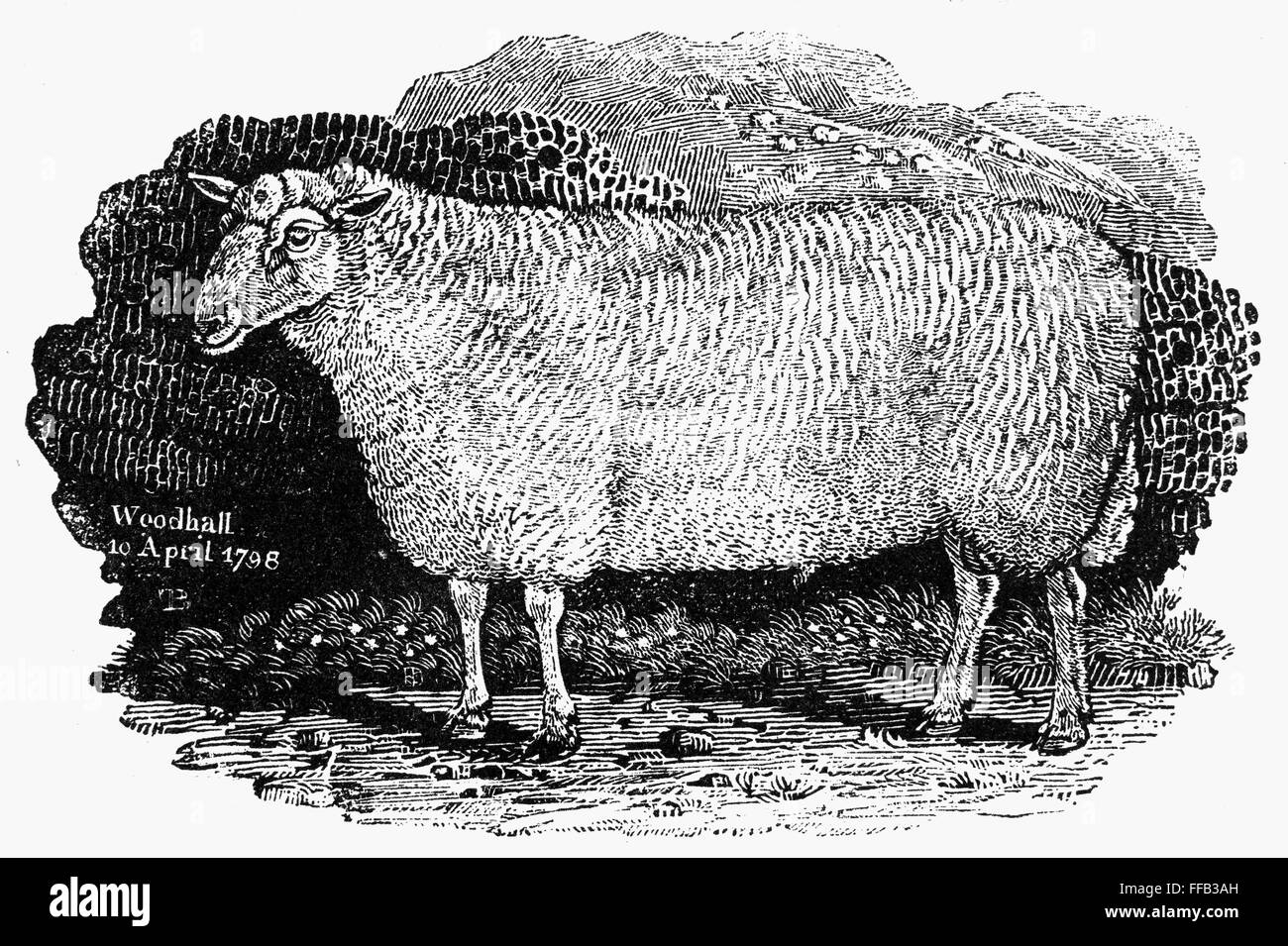 SHEEP, 1798. /nThe Cheviot Ram. Wood engraving, 1798, by Thomas Bewick ...