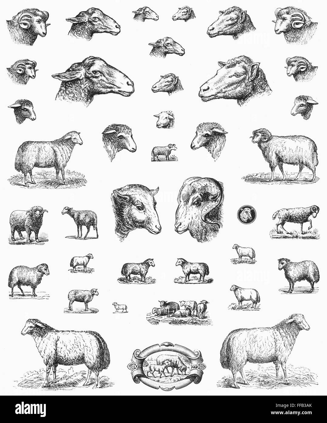 SHEEP, 19th CENTURY. /nWood engraving Stock Photo - Alamy