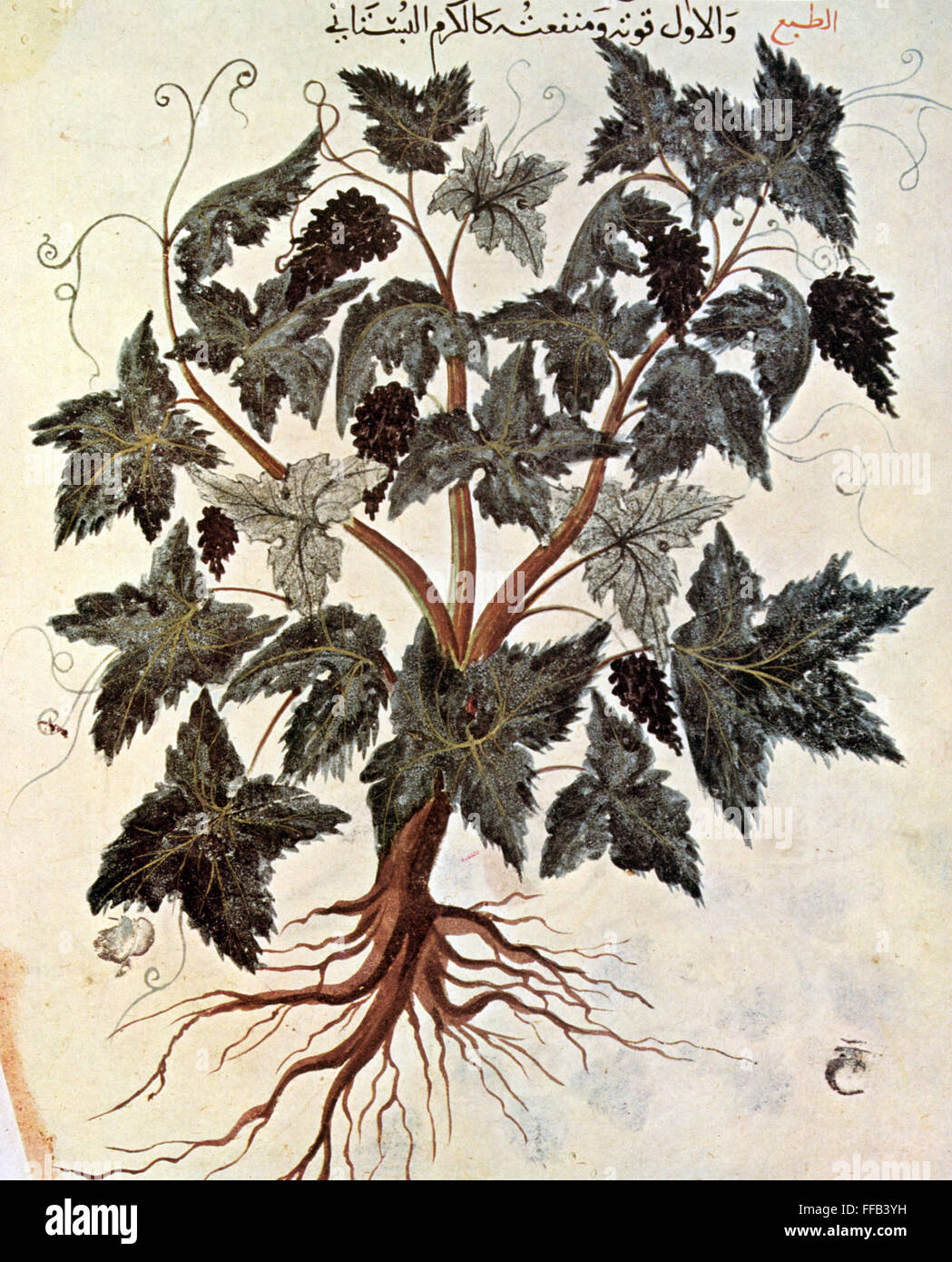 GRAPEVINE, 1229. /nA grapevine from an Arabic manuscript of Dioscorides ...