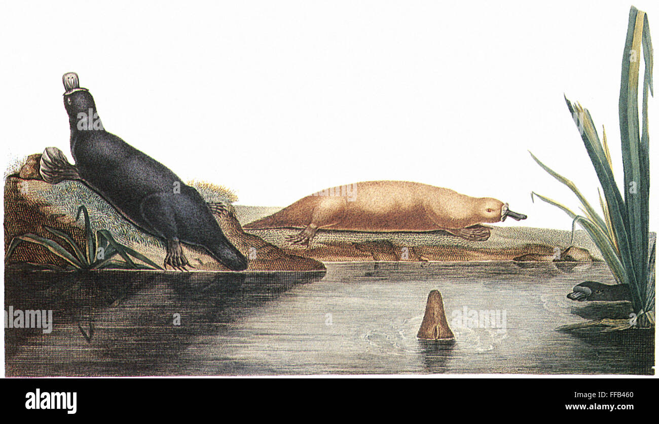 PLATYPUS, 1804. /nPlatypus at play. Line engraving, French, 1804, after ...