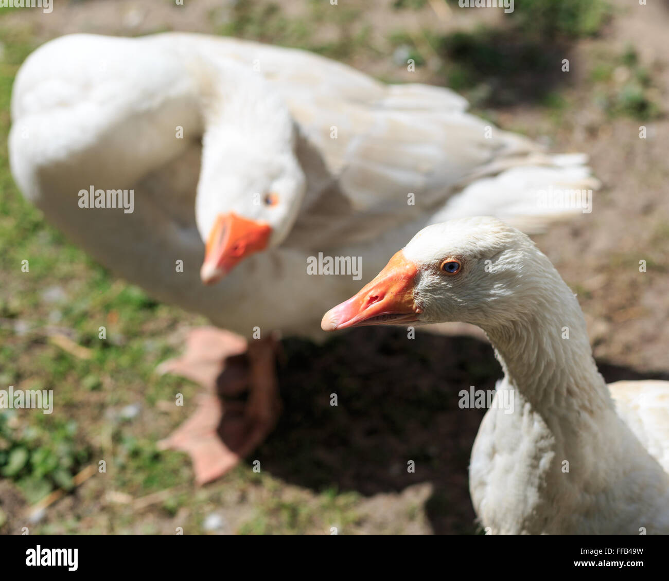 Two white geese on a farm in Germany Stock Photo - Alamy