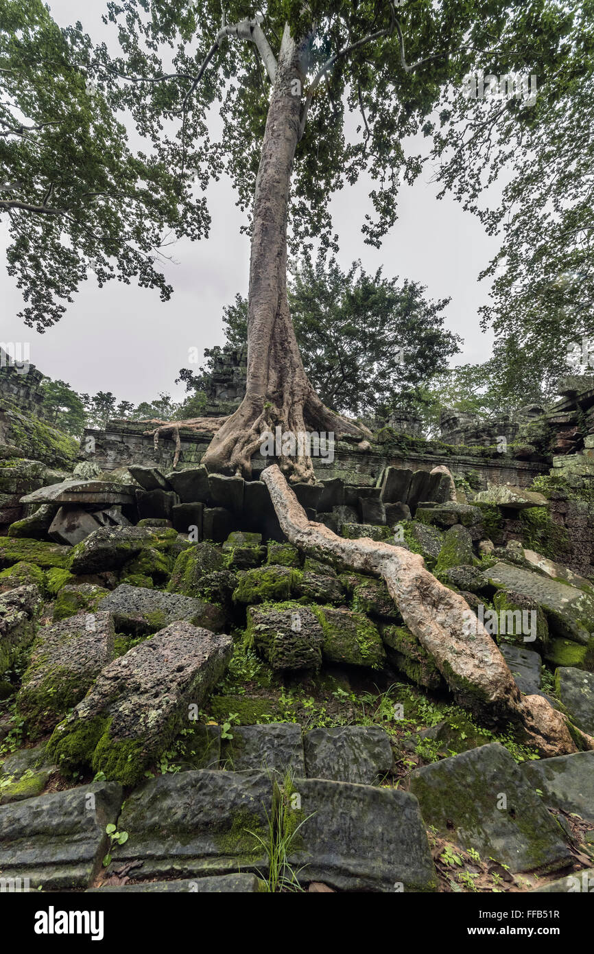 Strangler fig and temple rubble on a rainy day, Ta Prohm Temple, Angkor ...