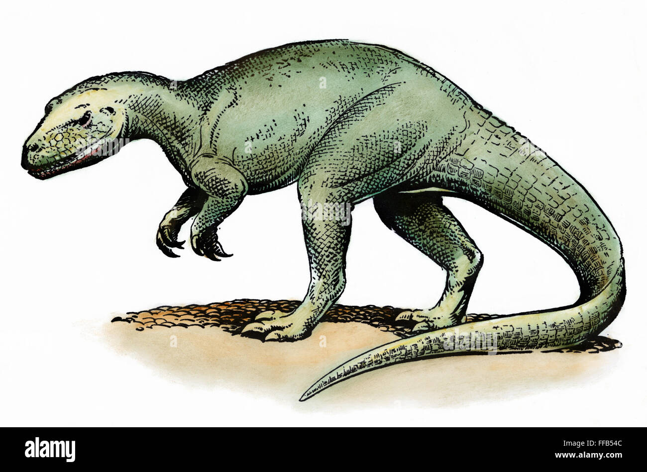 DINOSAUR: ALLOSAURUS. /nReconstruction of the Jurassic period bipedal ...