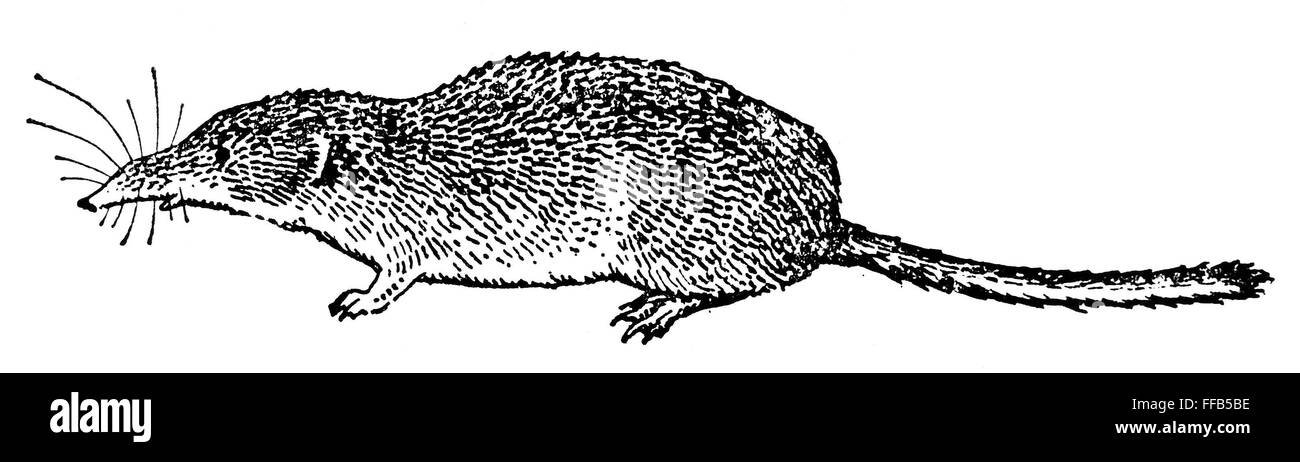 How To Draw A Shrew