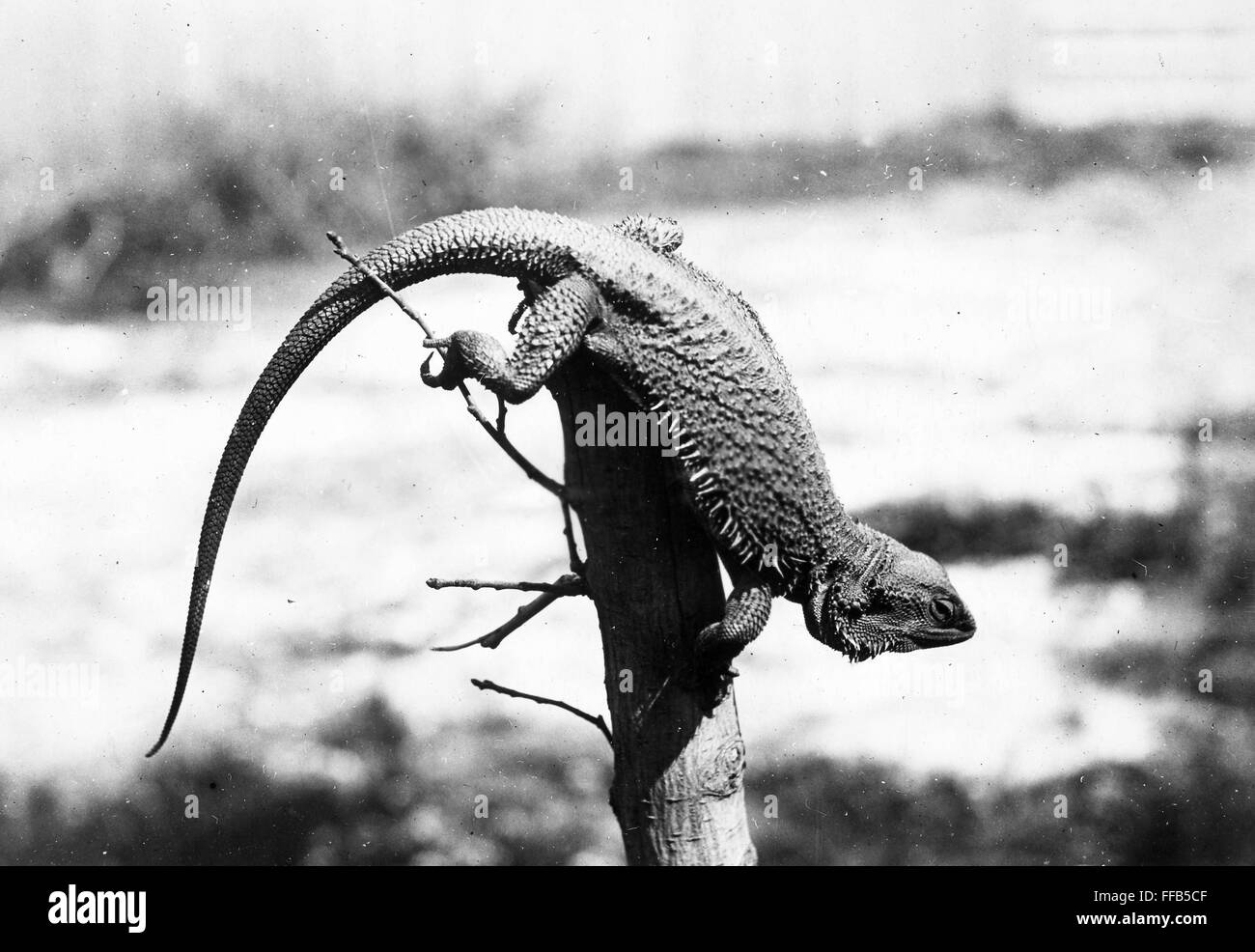 BEARDED LIZARD. /nPhotographed c1920 Stock Photo - Alamy