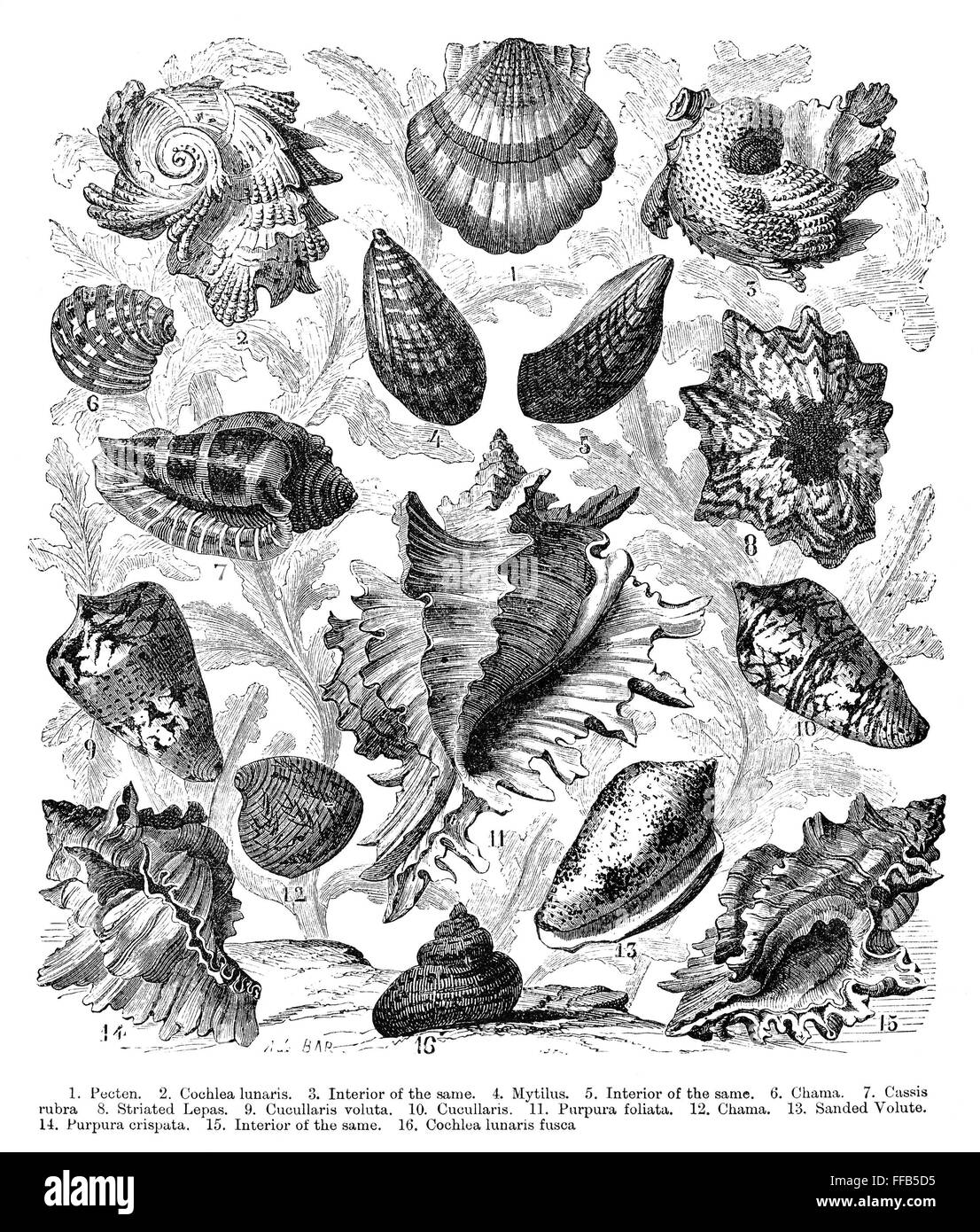 MOLLUSCA. /nLine engraving, 19th century Stock Photo - Alamy