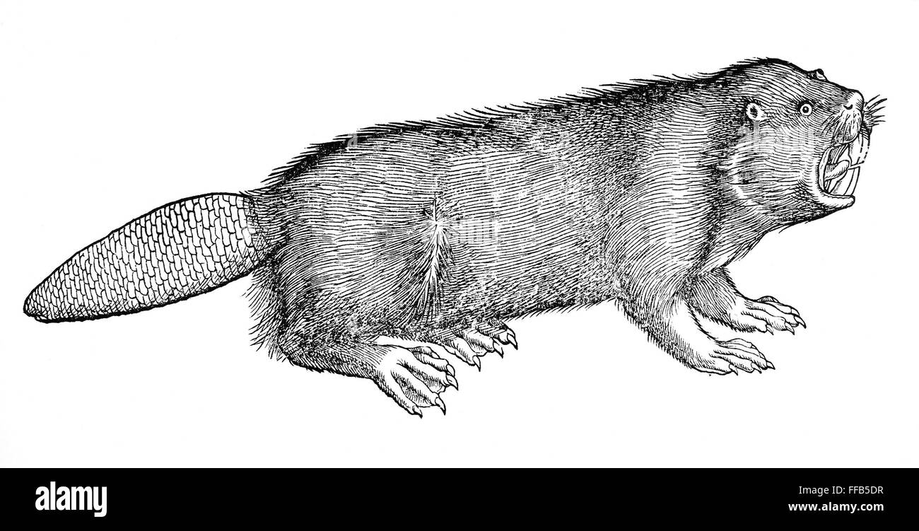 BEAVER. /nWoodcut from Edward Topsell's 'The History of Four-Footed ...