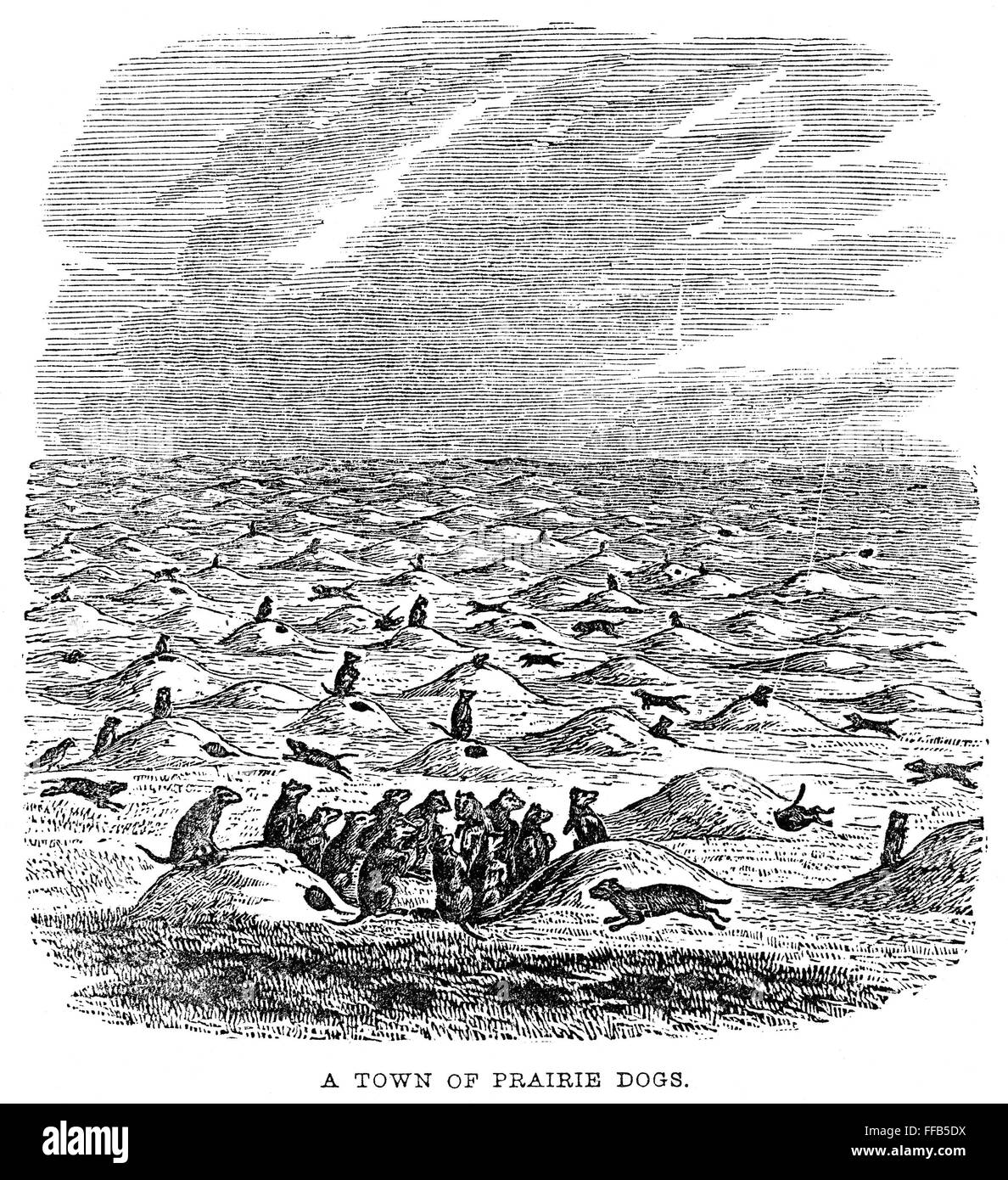 PRAIRIE DOGS. /nA town of prairie dogs on the American plains. Wood ...