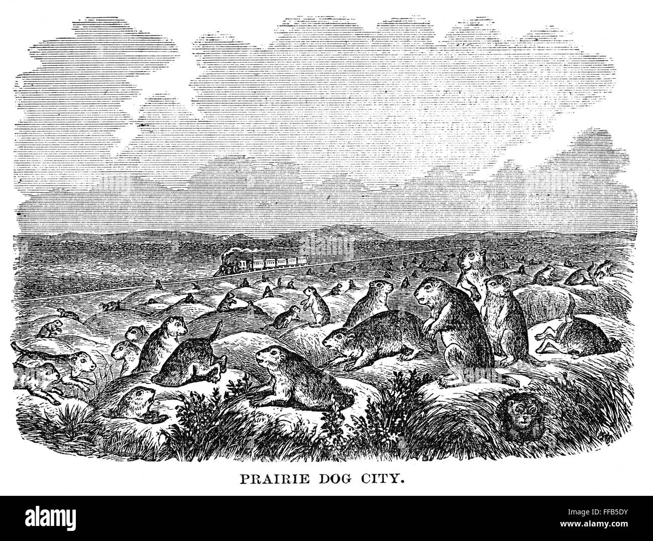 PRAIRIE DOGS. /nPrairie dog city on the American plains. Wood engraving ...
