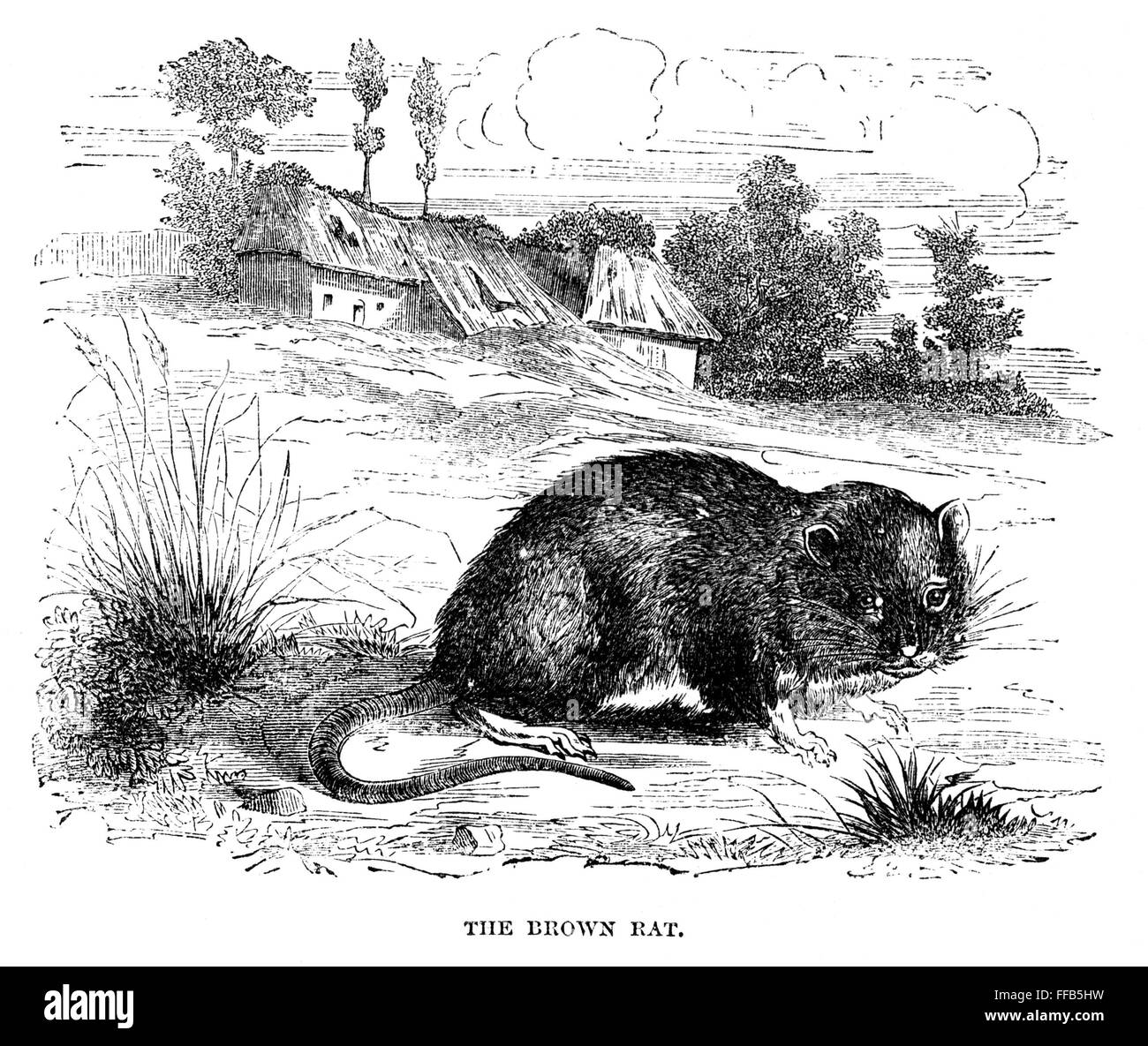 BROWN RAT. /nWood engraving, 19th century Stock Photo - Alamy