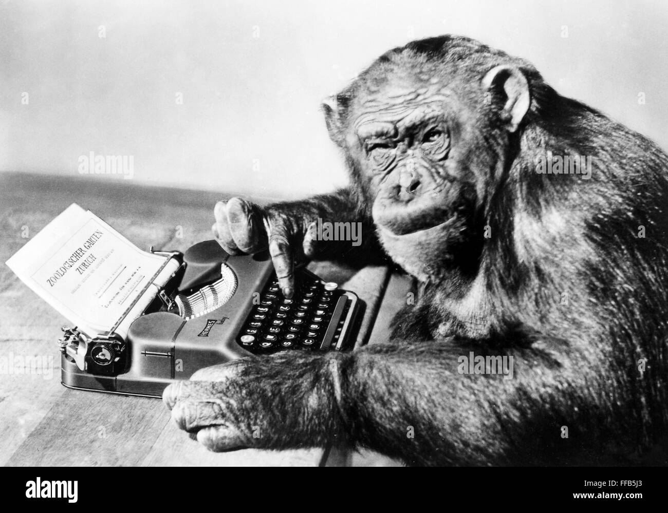 CHIMPANZEE & TYPEWRITER. /nNanette, a female chimpanzee from the ...
