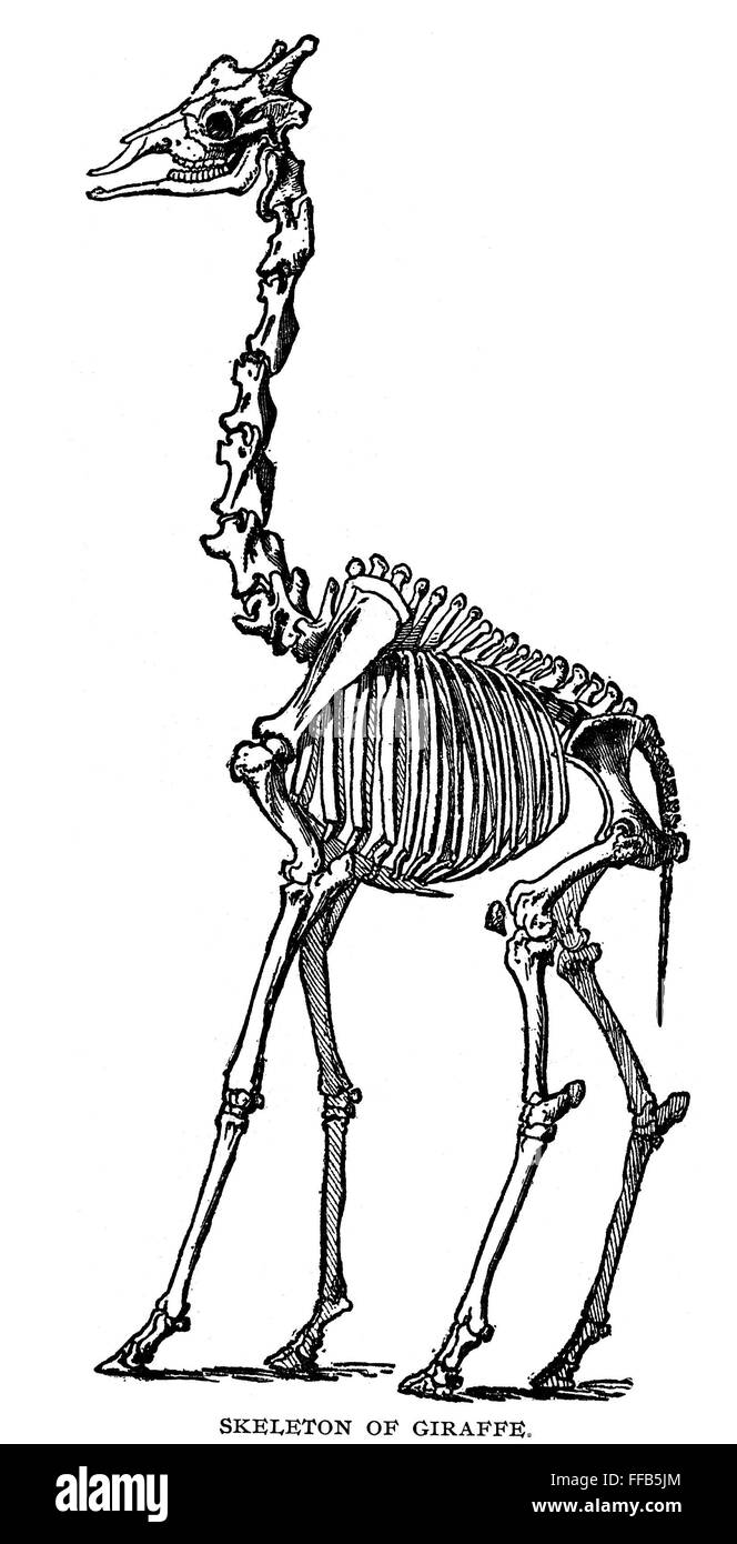 GIRAFFE SKELETON. /nLine engraving, late 19th century Stock Photo - Alamy