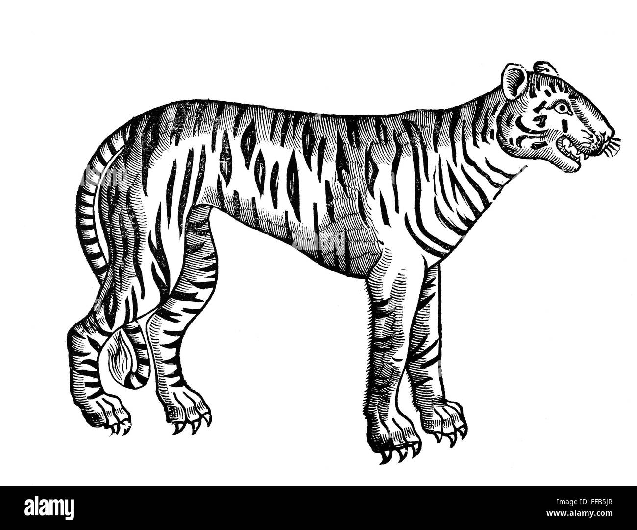 TIGER. /nWoodcut from Edward Topsell's 'The History of Four-Footed ...