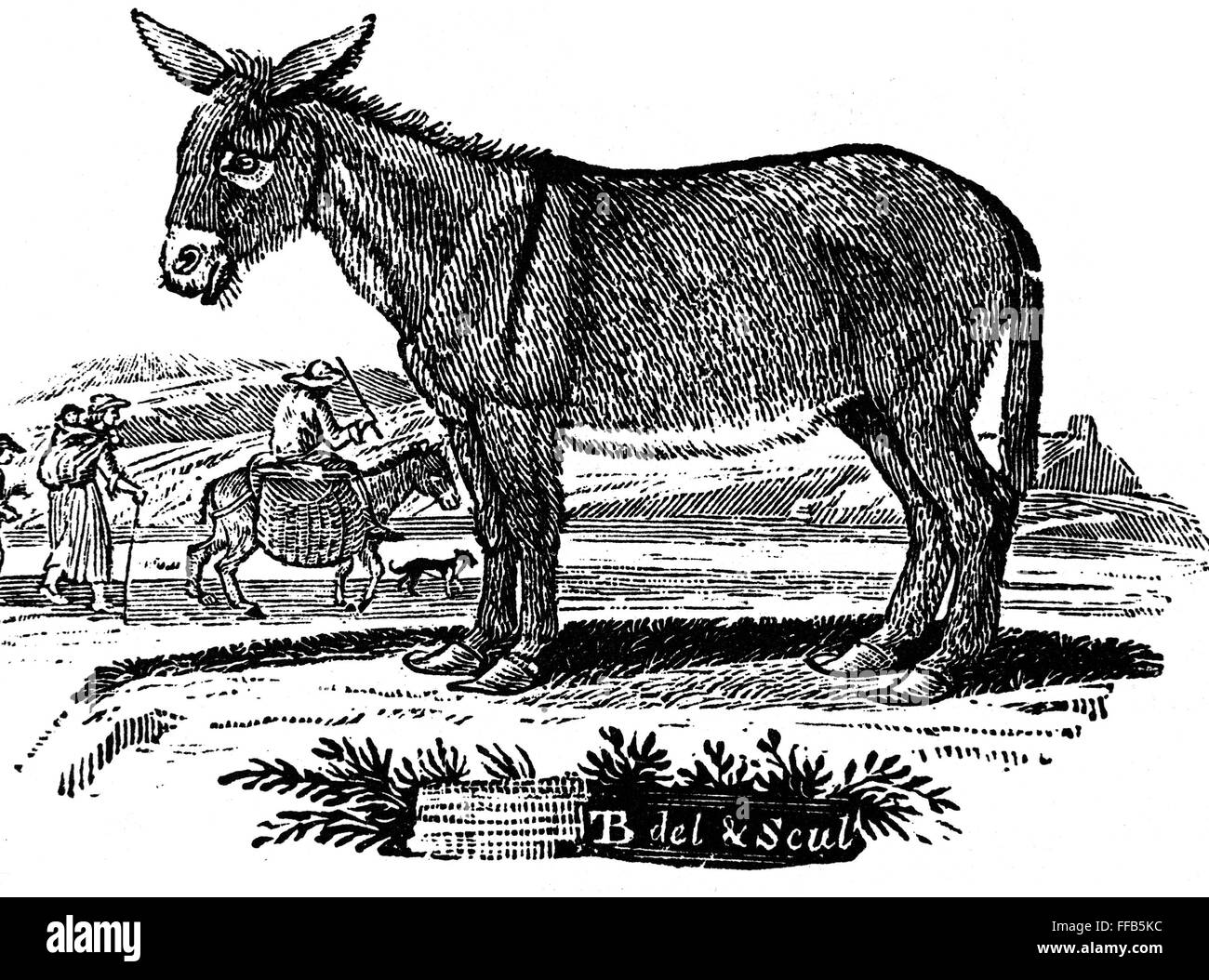 DONKEY. /nWood engraving, early 19th century Stock Photo - Alamy