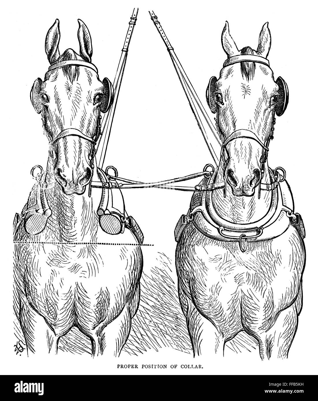 TEAM OF HORSES, 1875. /nLine engraving, English, 1875, showing the ...