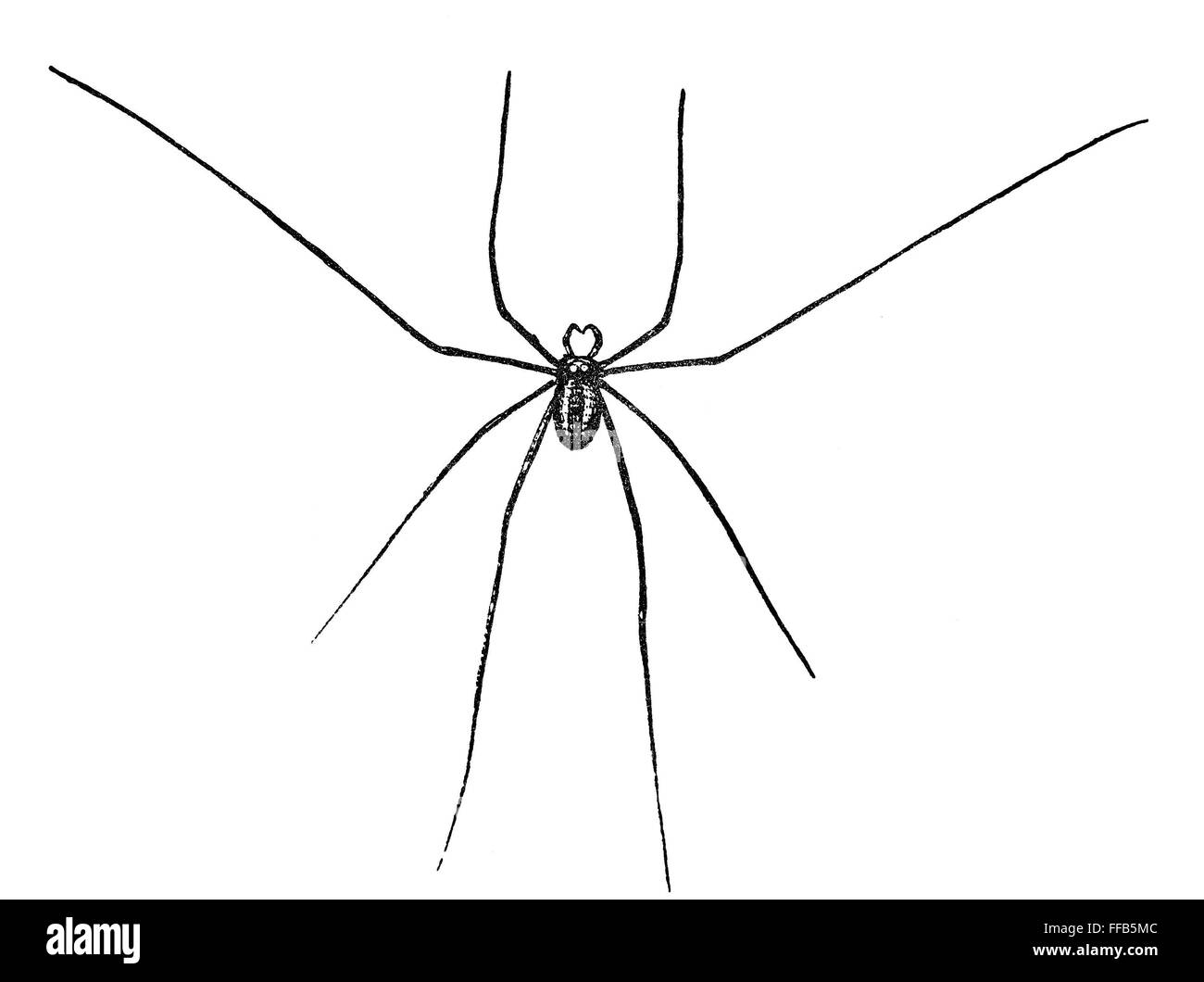 DADDY LONG LEGS. /nLine engraving Stock Photo - Alamy