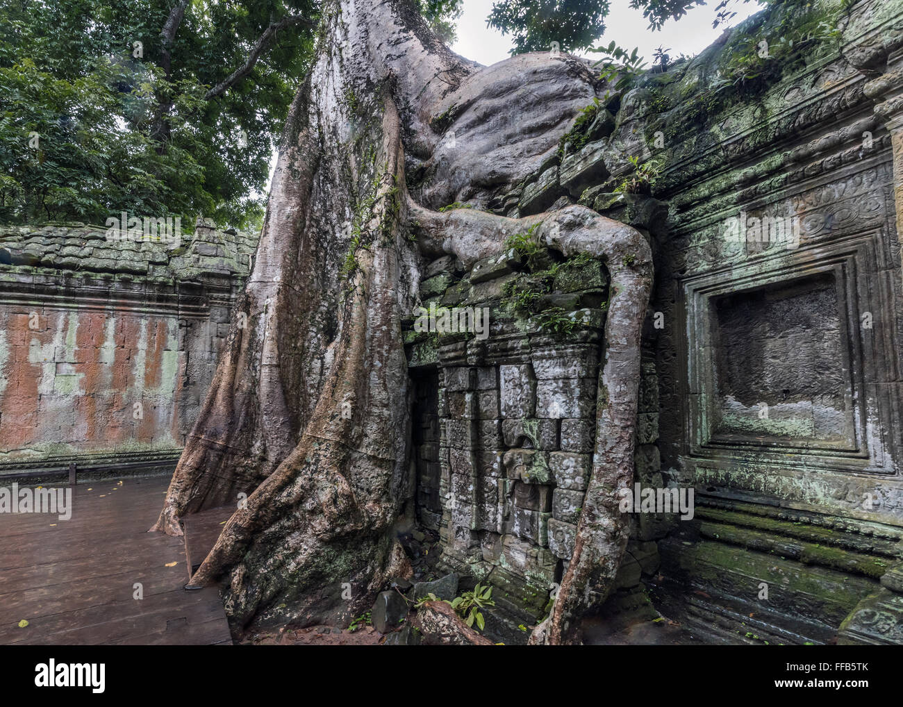 Strangler fig growing over the Ta Prohm Temple, Angkor Thom, Siem Reap ...