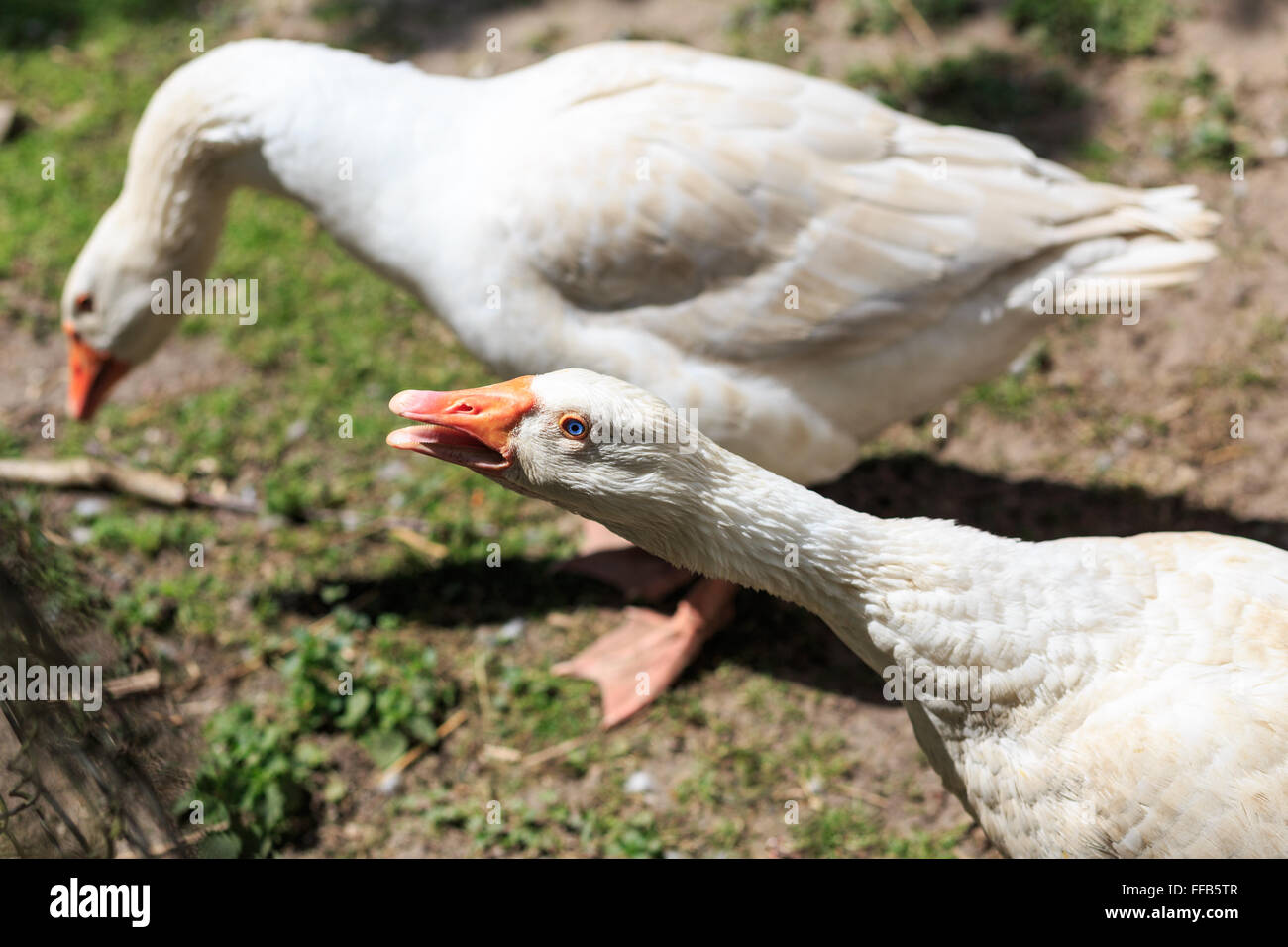 Two white geese on a farm in Germany Stock Photo - Alamy