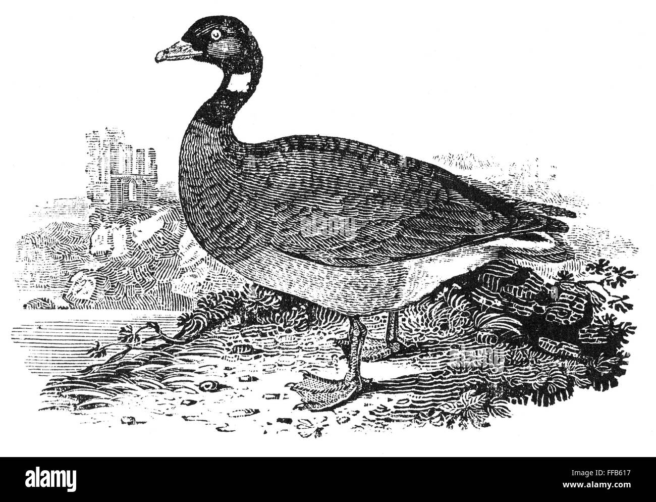 BRENT GOOSE. /nWood engraving, early 19th century Stock Photo - Alamy