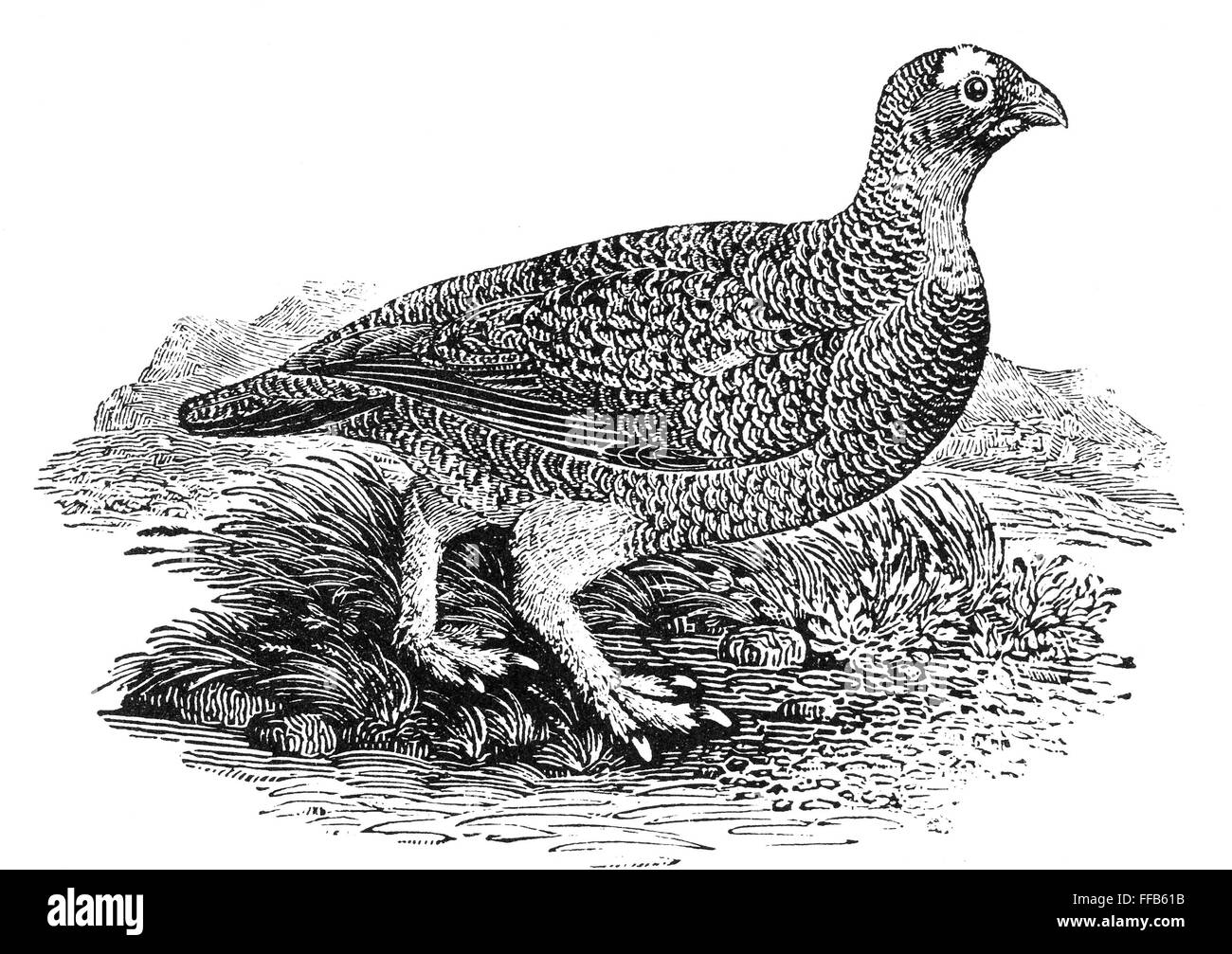 RED GROUSE. /nWood engraving, early 19th century Stock Photo - Alamy
