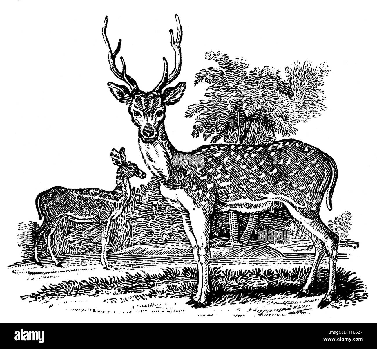 DEER. /nThe Axis or Ganges stag. Wood engraving from the second edition ...