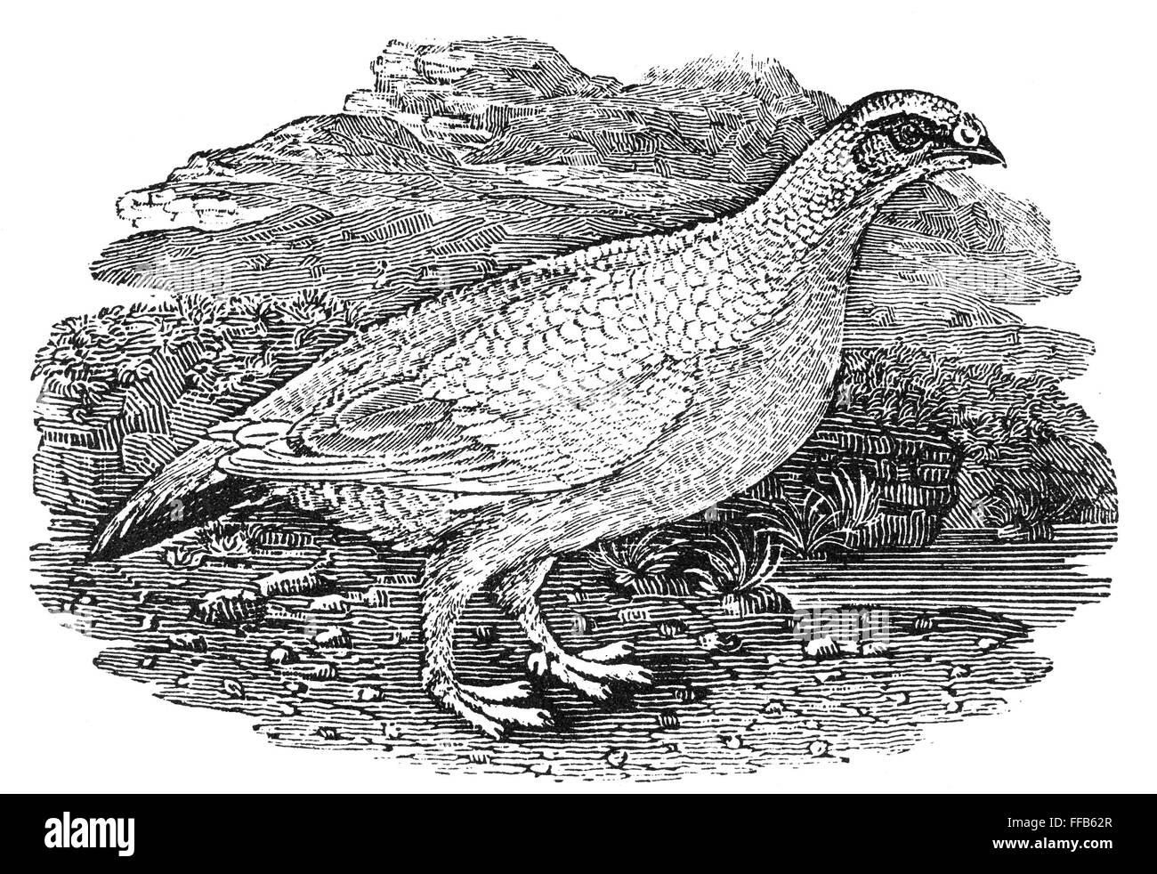WHITE GROUSE. /nWood engraving, early 19th century Stock Photo - Alamy
