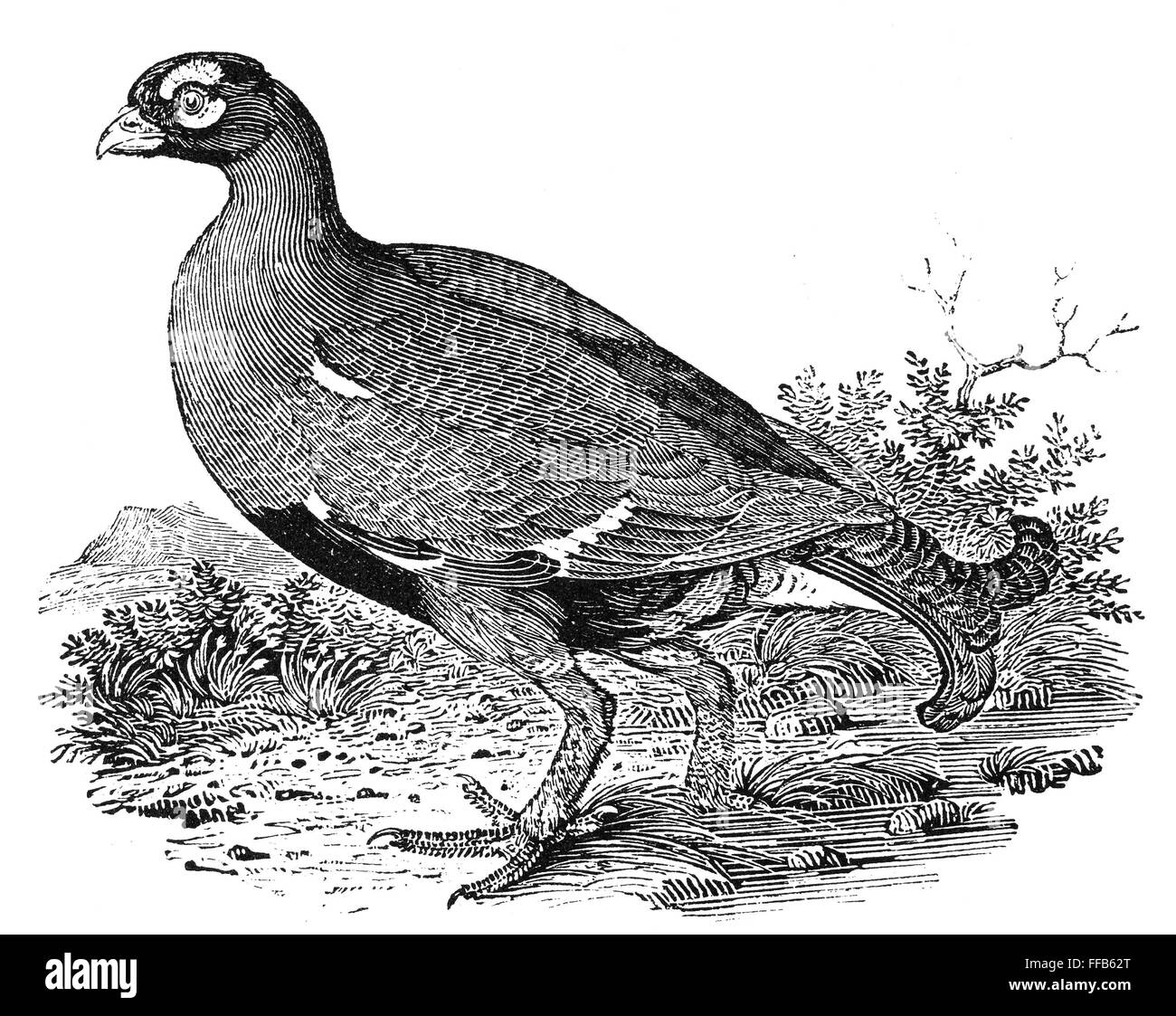 BLACK GROUSE. /nWood engraving, early 19th century Stock Photo - Alamy