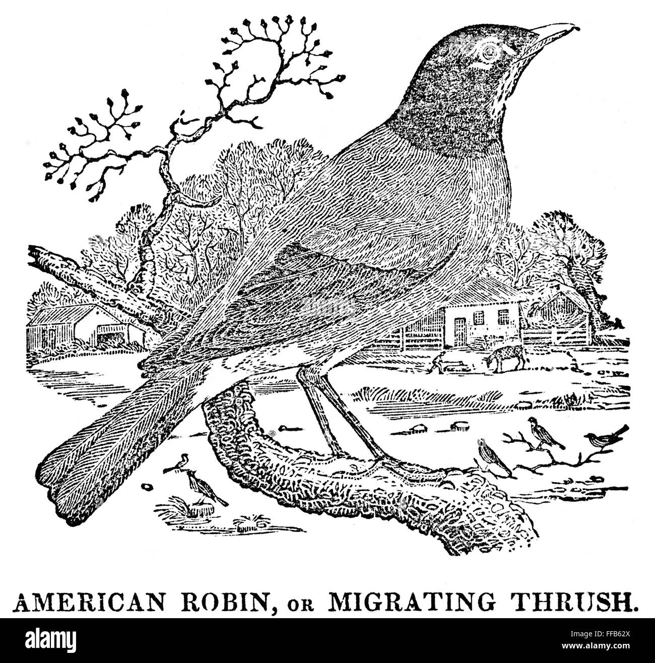 AMERICAN ROBIN. /nAmerican Robin or Migrating Thrush. Wood engraving ...