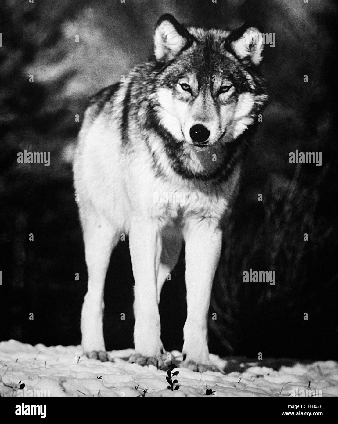TIMBER WOLF. /nThe common gray wolf, or timber wolf (Canis lupus Stock ...