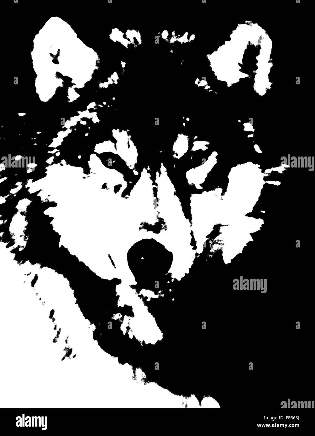 TIMBER WOLF. /nThe common gray wolf, or timber wolf (Canis lupus). High ...