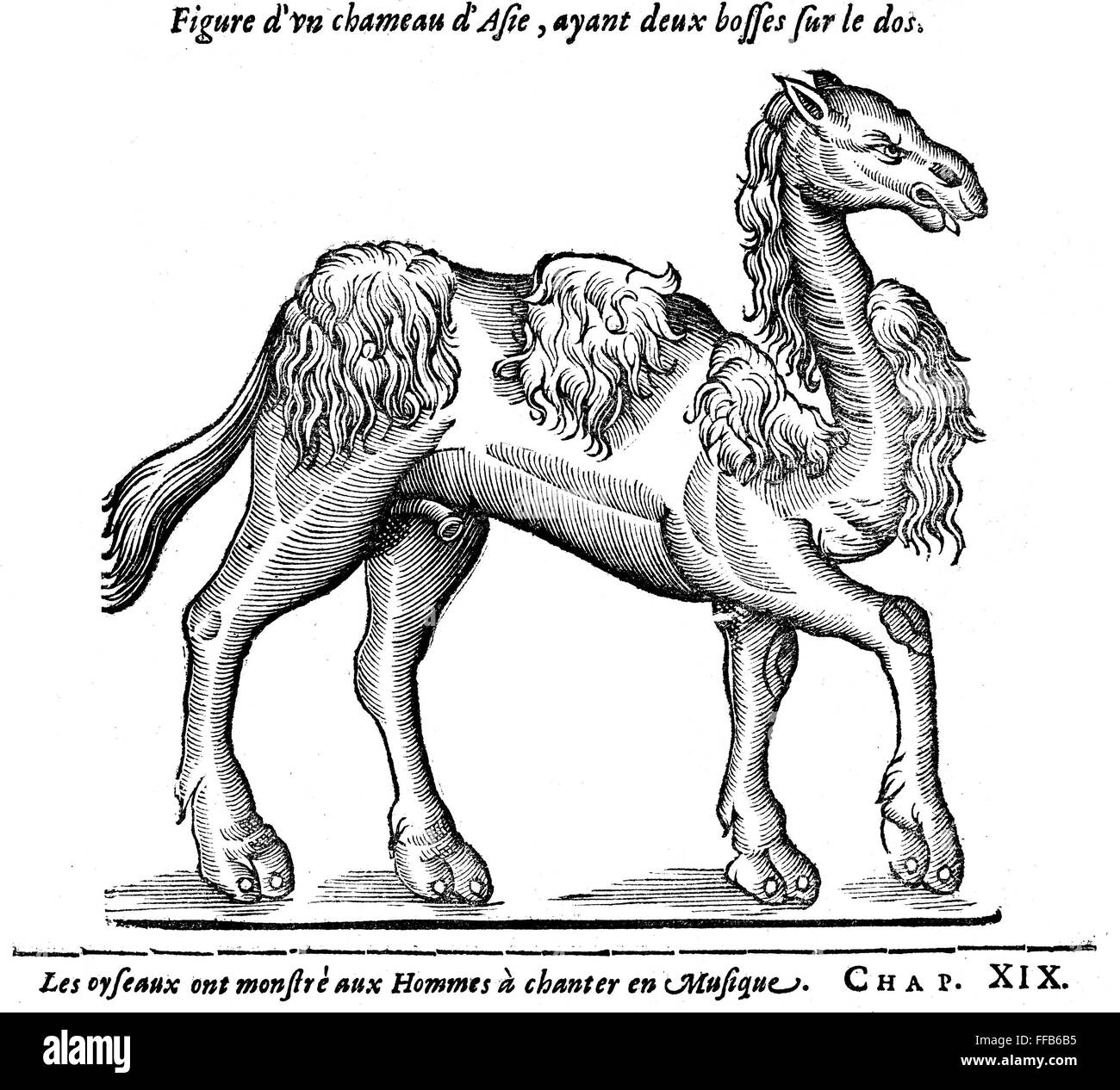 CAMEL. /nWoodcut, French, 16th century Stock Photo - Alamy