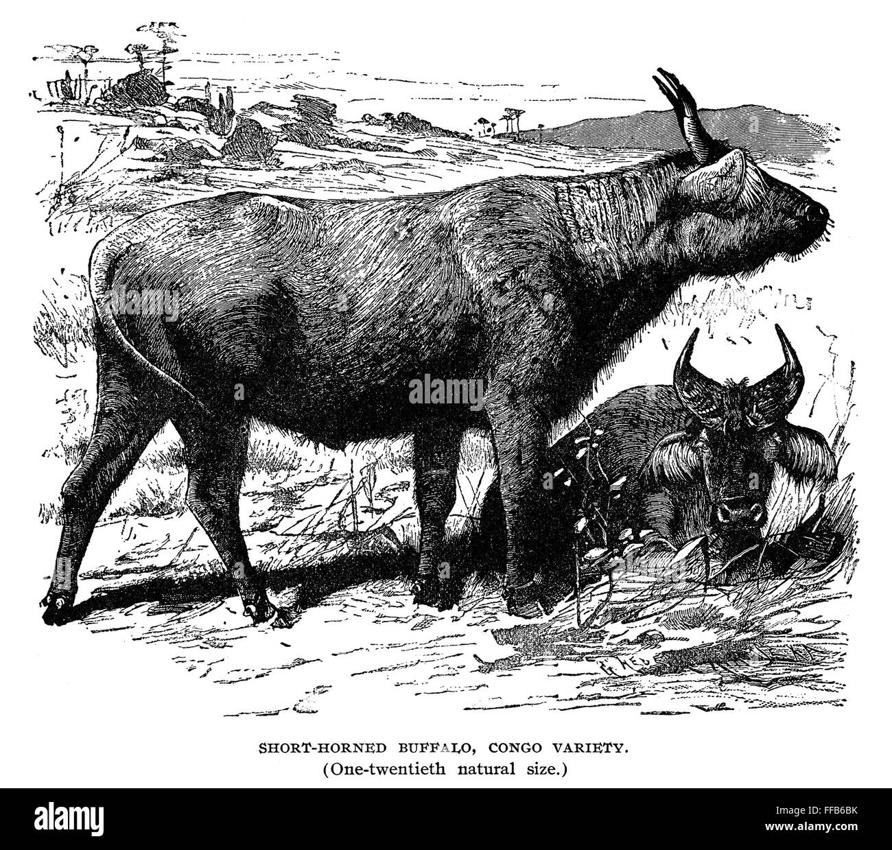 AFRICAN BUFFALO. /nShort-horned buffalo, Congo variety. Engraving ...