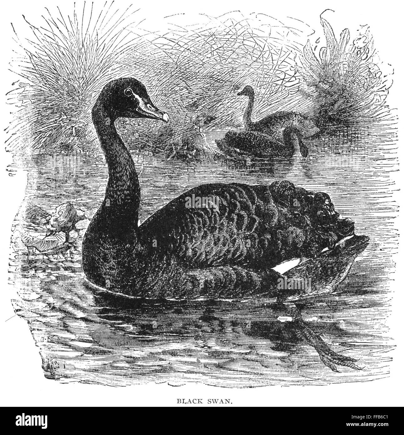 AUSTRALIAN BLACK SWANS. /nWood engraving, 19th century Stock Photo - Alamy