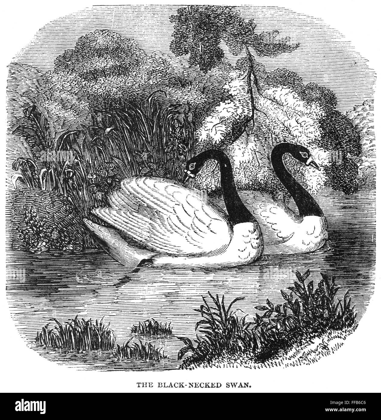 BLACK-NECKED SWAN. /nThe Black-necked swan of South America. Wood ...