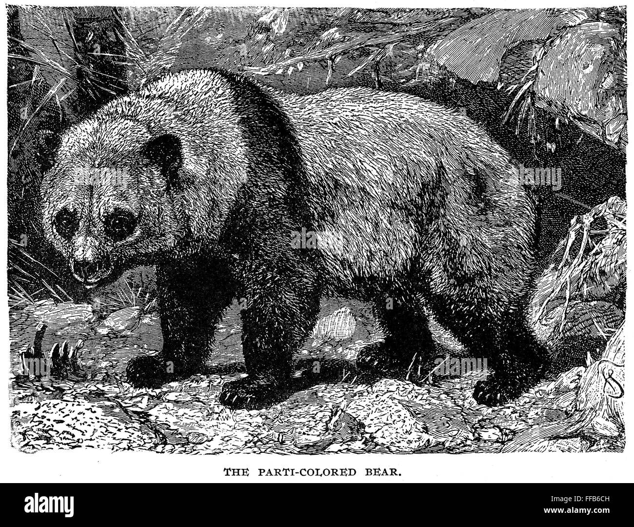 GIANT PANDA. /nLine engraving, late 19th century Stock Photo - Alamy