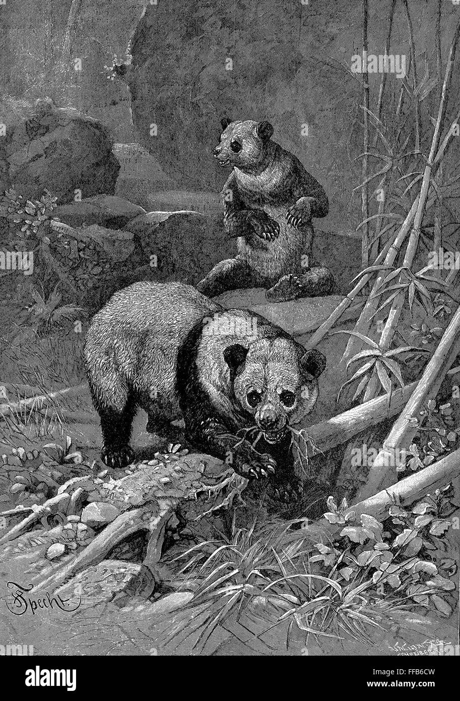 GIANT PANDAS. /nLine engraving, late 19th century Stock Photo - Alamy