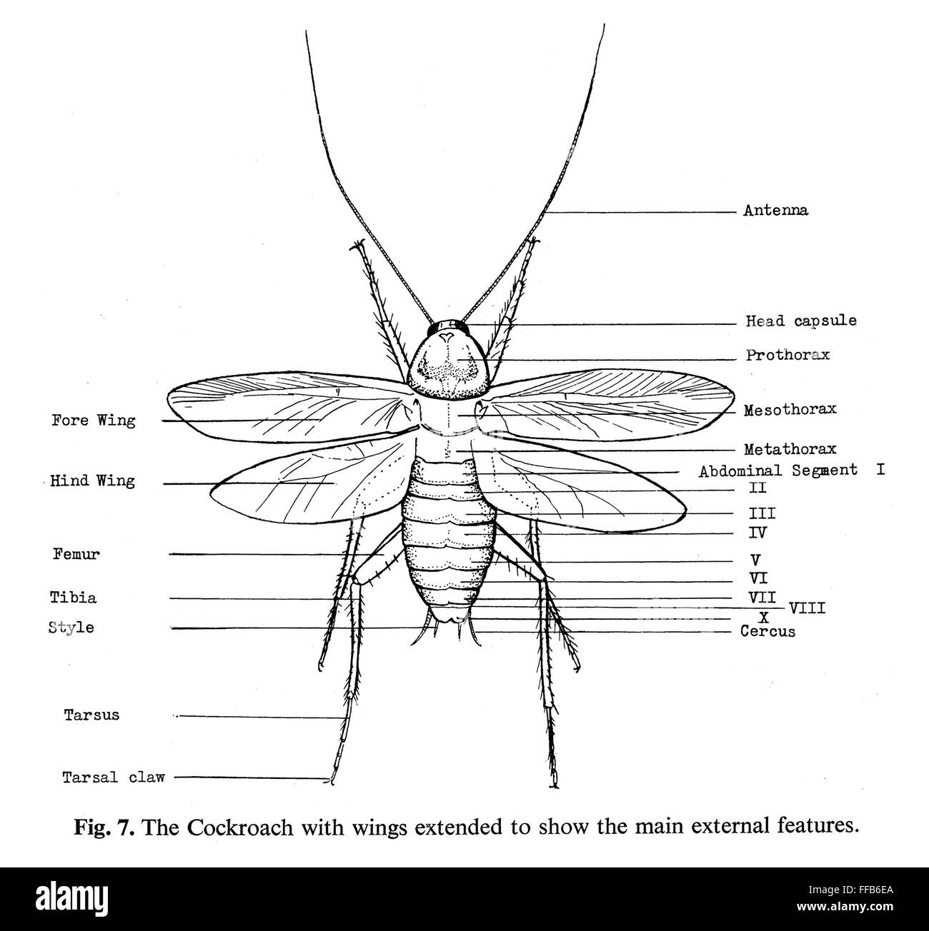 COCKROACH. /nMain external features of the cockroach. Line engraving ...